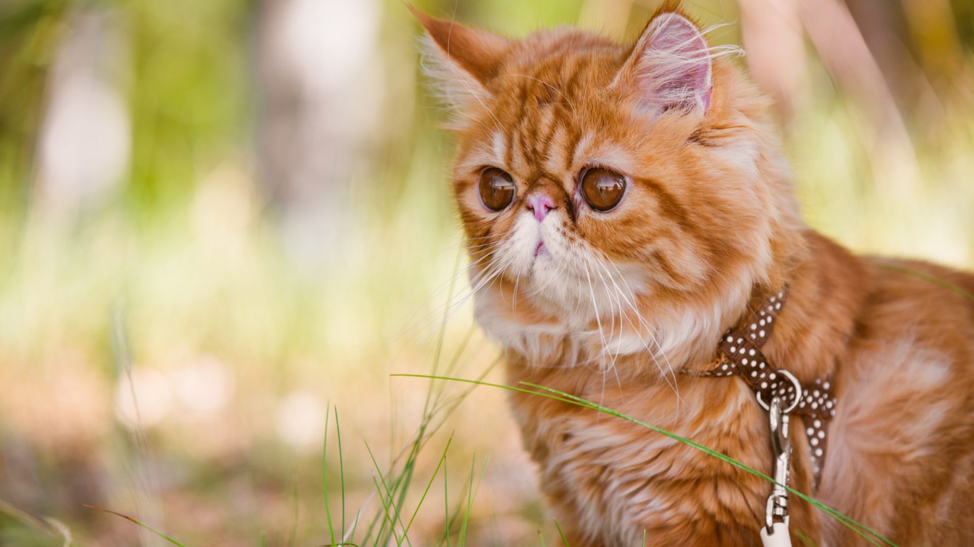 Pet Microchipping In Corpus Christi, TX | Southside AH